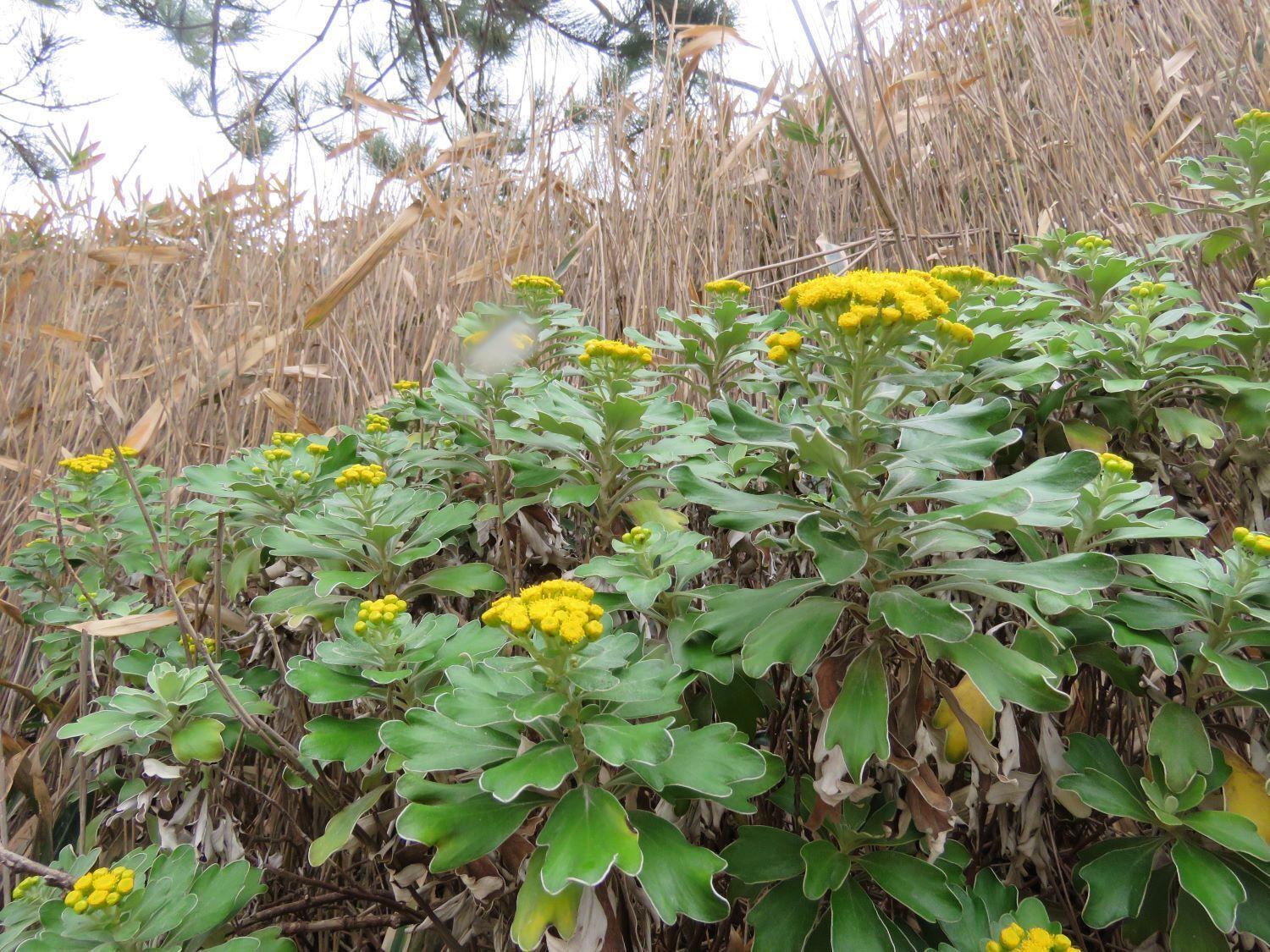 ちょこっと散策・咲き始めた丹後海岸のイソギク！: 山大好きの山ちゃん2