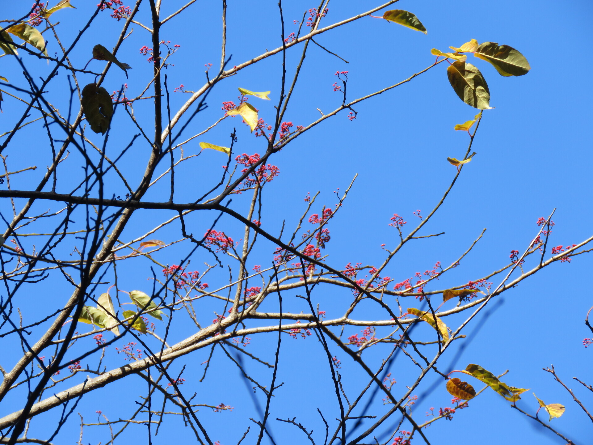 ちょこっと山歩き・京都一周トレイルにもタマミズキの赤い実が沢山見られた！: 山大好きの山ちゃん2