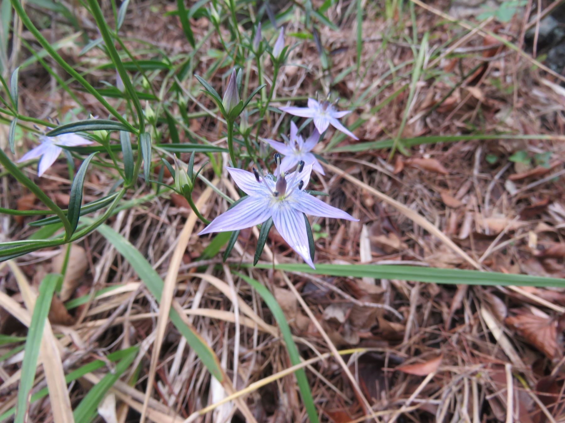 ちょこっと山歩き・雨生山のミカワマツムシソウと秋の花を訪ねて！: 山大好きの山ちゃん2