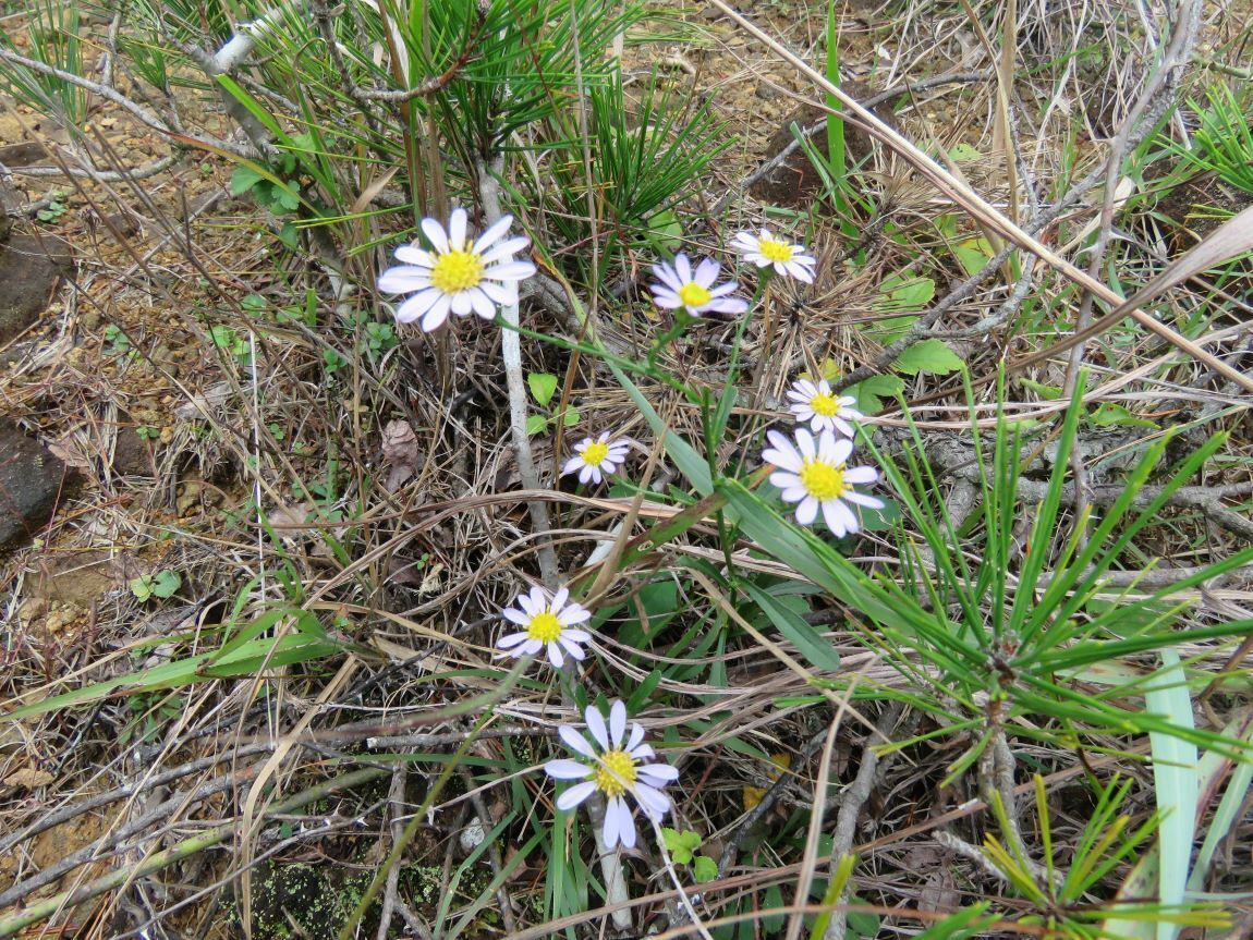 ちょこっと山歩き・雨生山のミカワマツムシソウと秋の花を訪ねて！: 山大好きの山ちゃん2