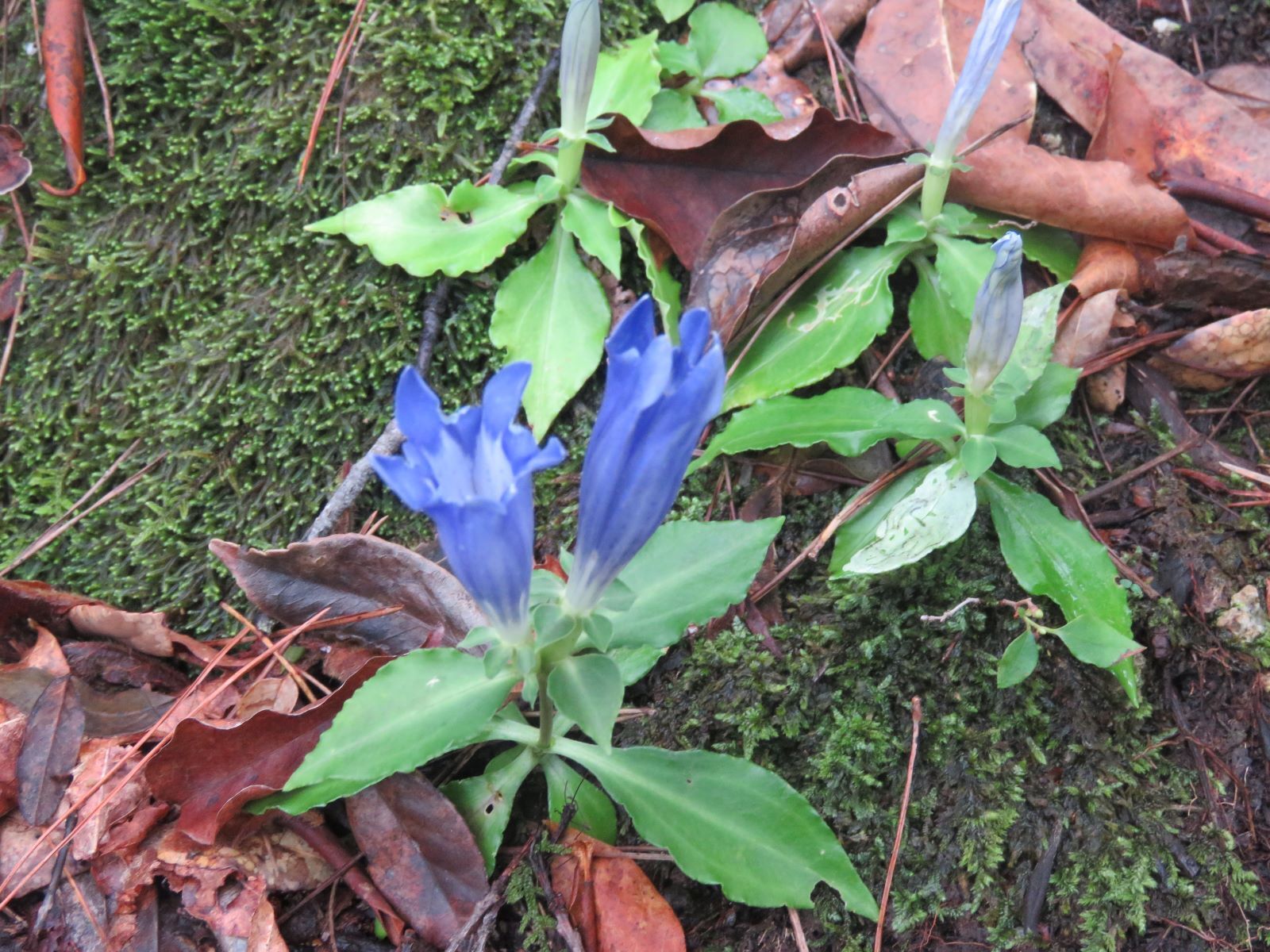 ちょこっと山歩き・嶽の森（雌岳）のアサマリンドウが見頃だった！: 山大好きの山ちゃん2