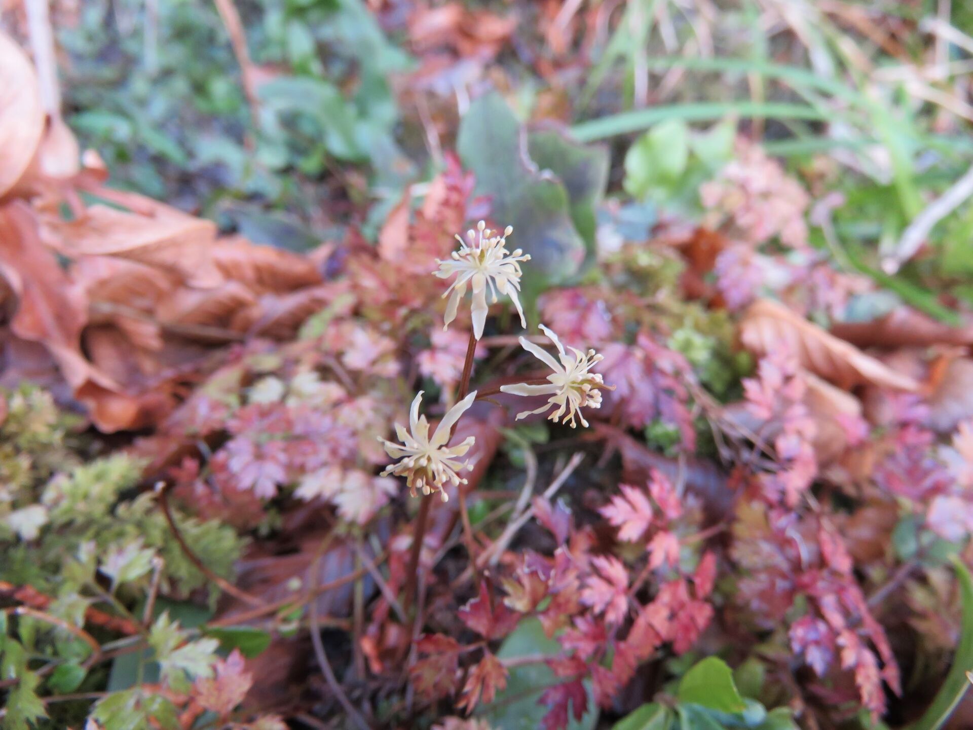 ちょこっと山歩き・見頃だったウスギオウレン！: 山大好きの山ちゃん2