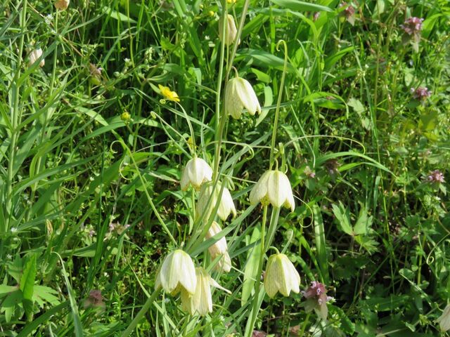 ちょこっと散策・野生化したバイモ（アミガサユリ）が見頃だった！: 山大好きの山ちゃん2