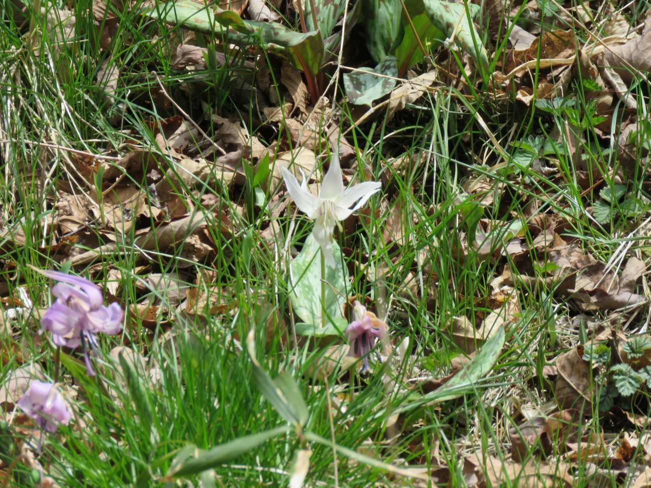 ちょこっと山歩き・西山のカタクリ群落が見頃だった！: 山大好きの山ちゃん2
