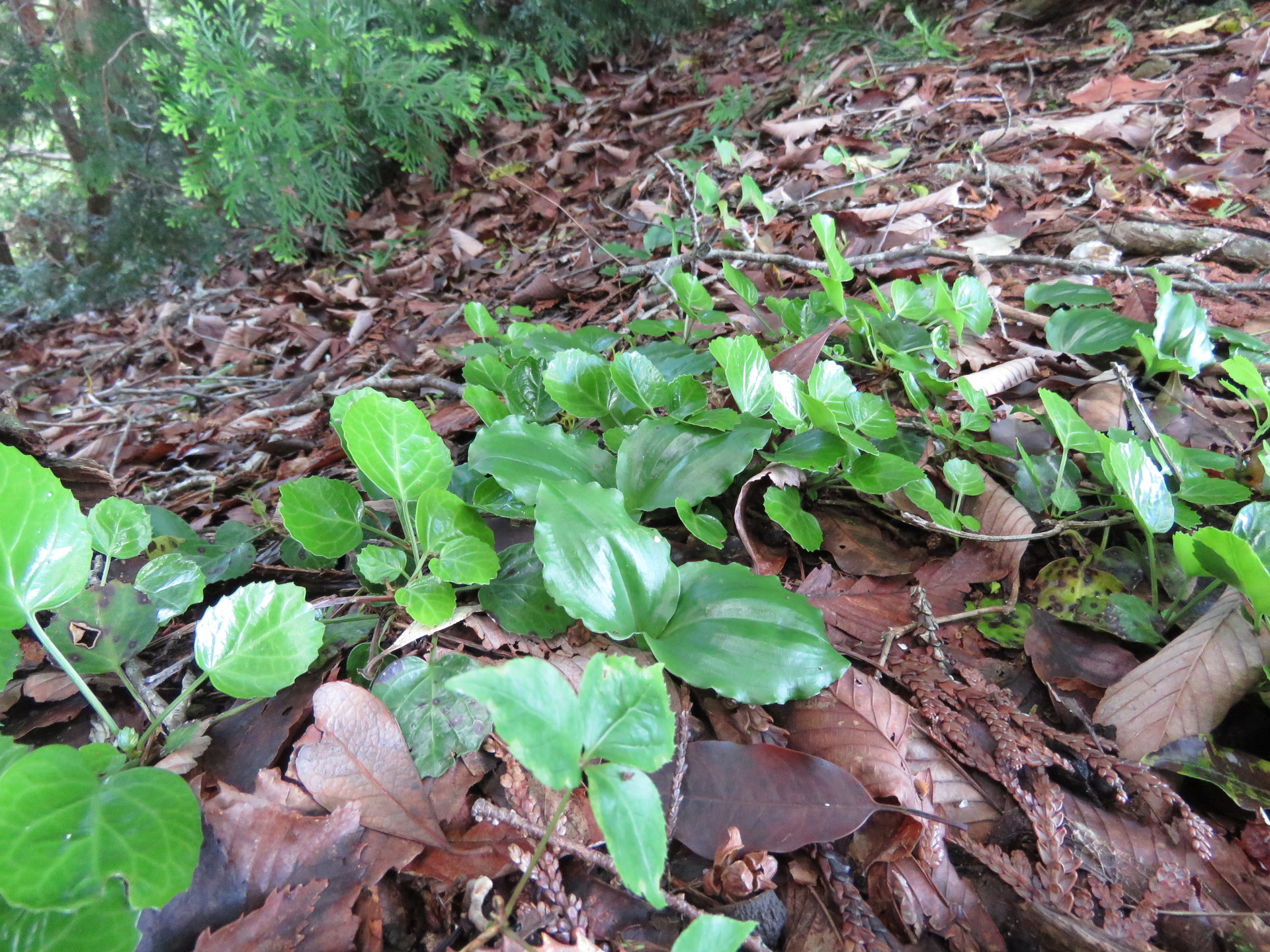 ちょこっと山歩き・こんな所にもあった北山のヒトツボクロ群落！: 山大好きの山ちゃん2