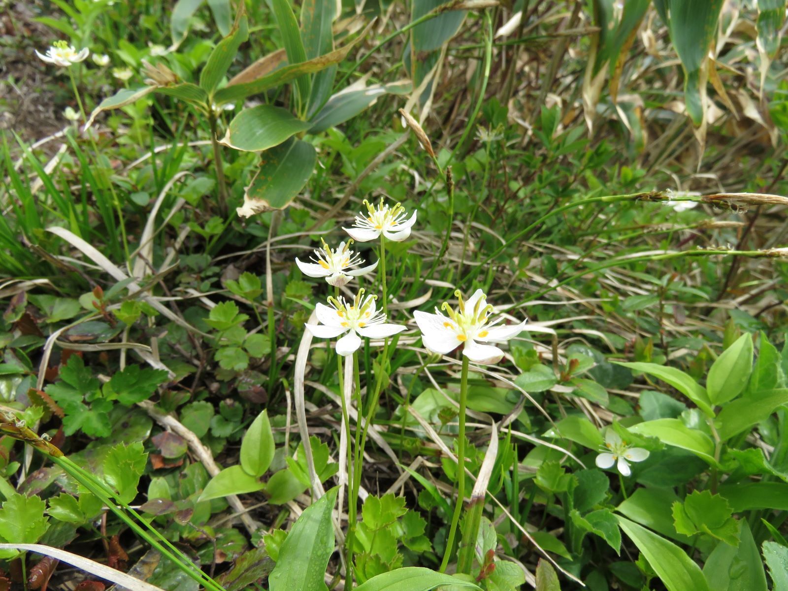 ちょこっと山歩き・見頃だった鈴鹿のウチョウラン！: 山大好きの山ちゃん2