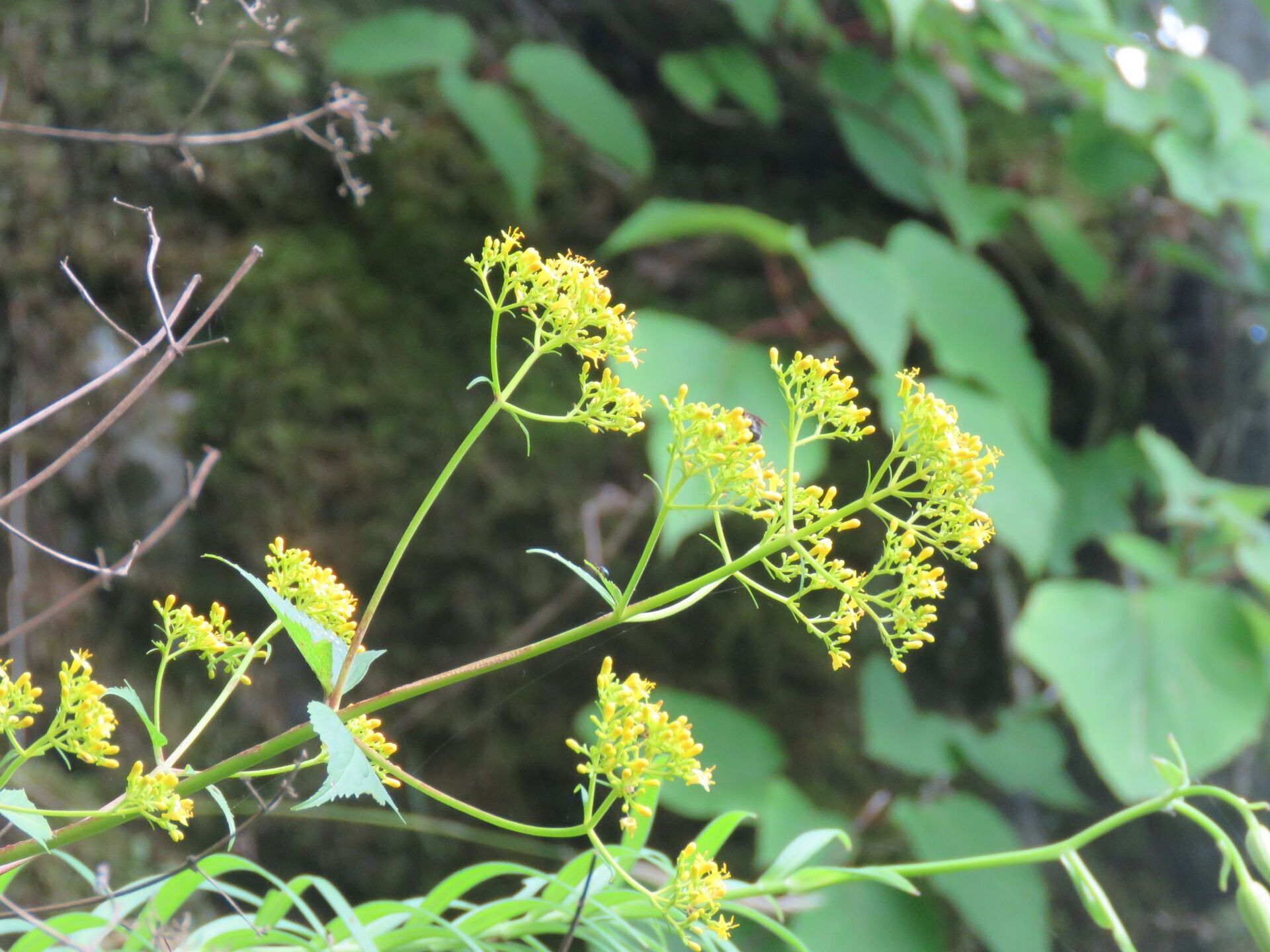 ちょこっと山歩き・咲き始めた青葉山のオオキンレイカ！: 山大好きの山ちゃん2