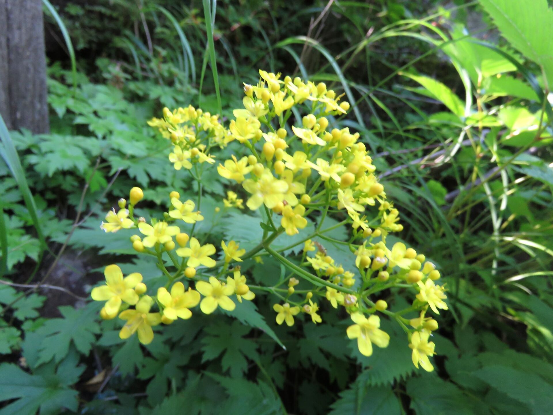 ちょこっと山歩き・御嶽山の原生林に咲く花を訪ねて！: 山大好きの山ちゃん2