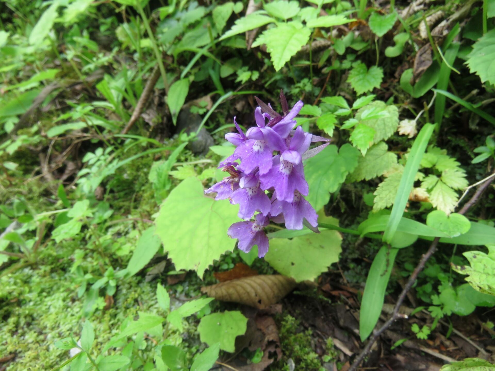 ちょこっと山歩き・伊吹山地へマネキグサを訪ねて！: 山大好きの山ちゃん2