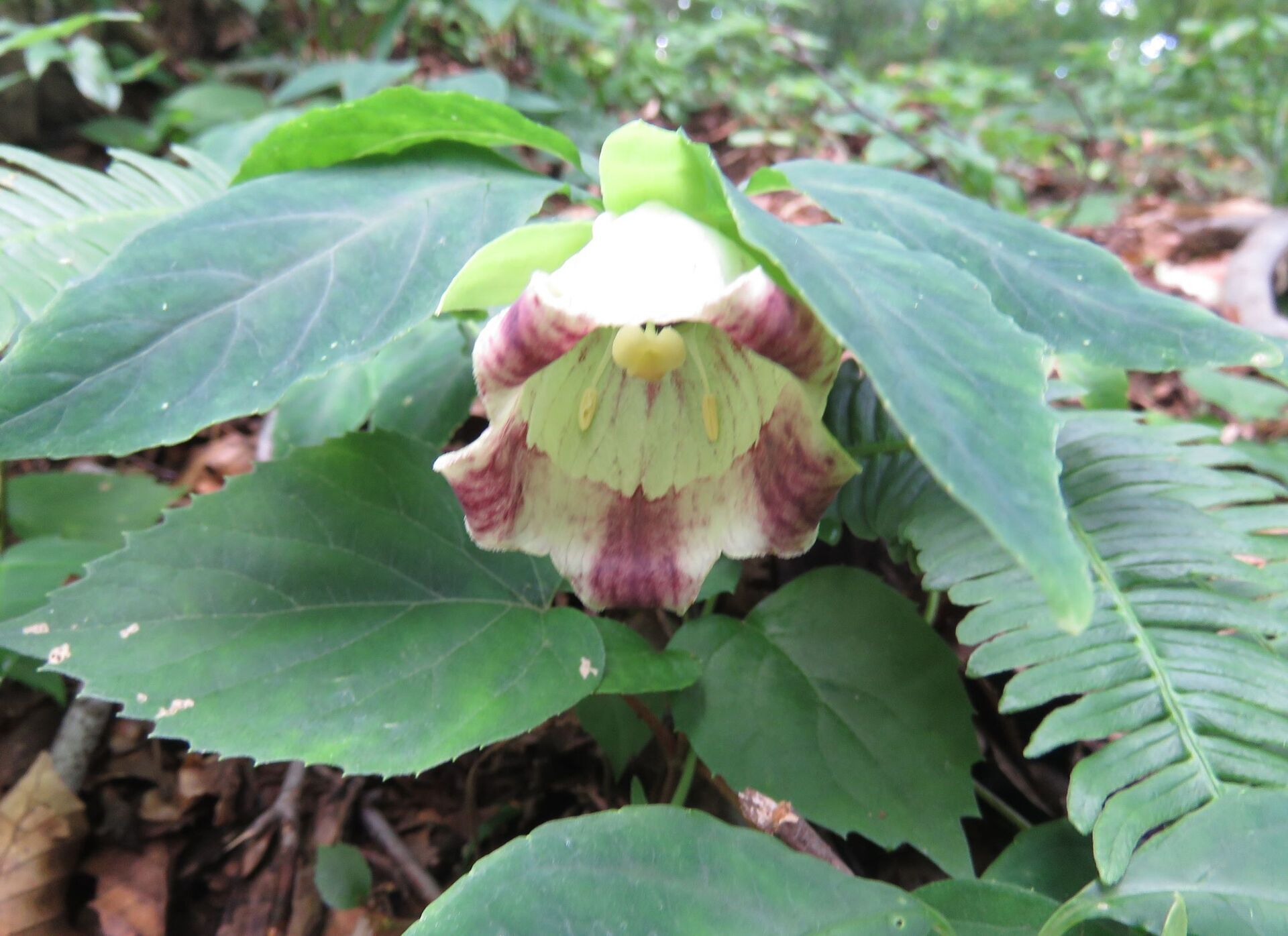 ちょこっと山歩き・白山山麓へ晩夏の花を訪ねて！: 山大好きの山ちゃん2