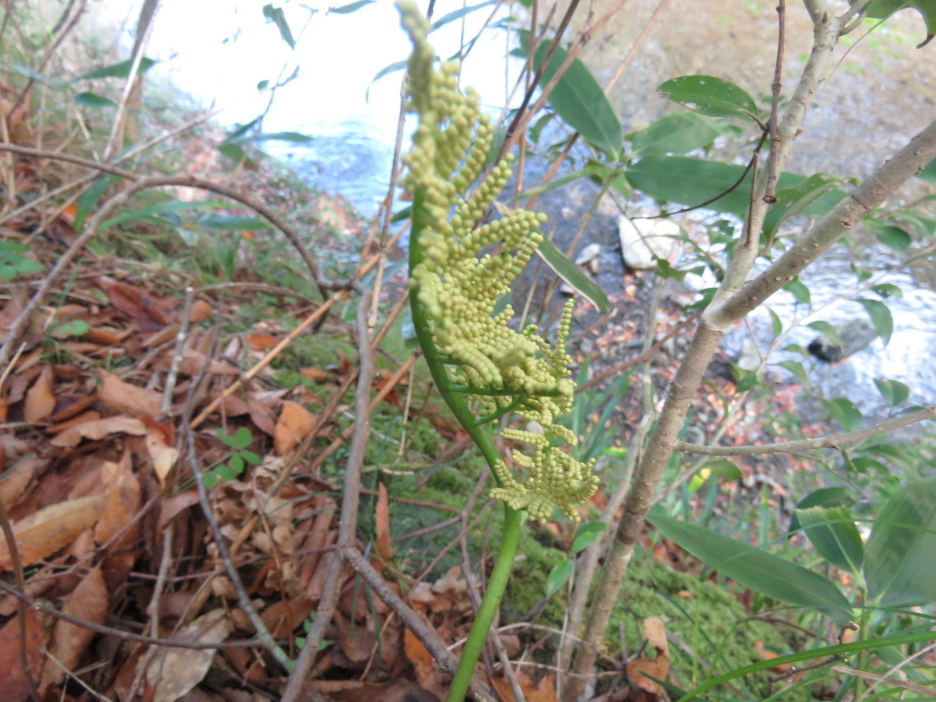 ちょこっと山歩き・こんな所でオオハナワラビを見っけ！: 山大好きの山ちゃん2